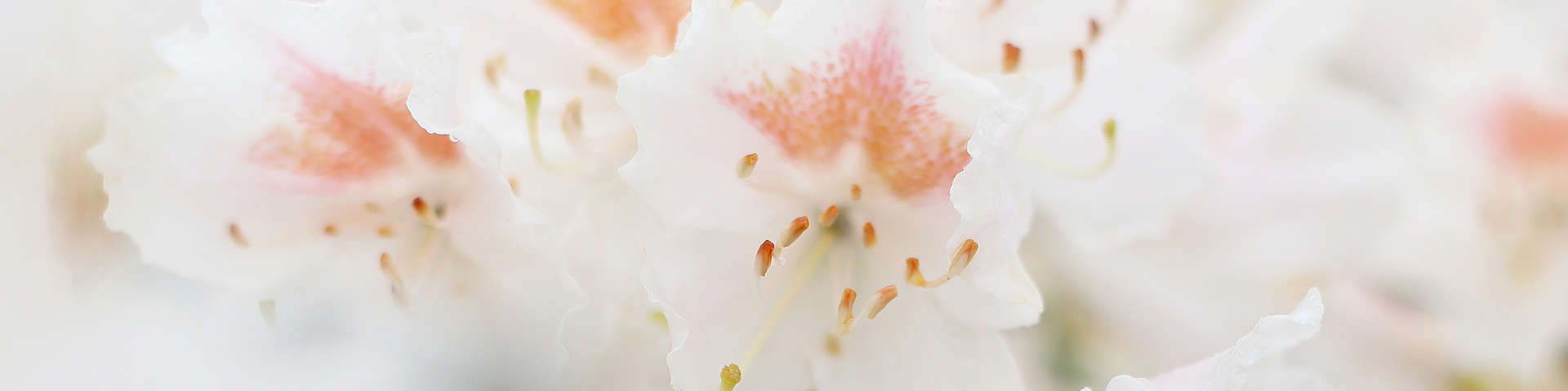 Fullbrook – G-Scapes